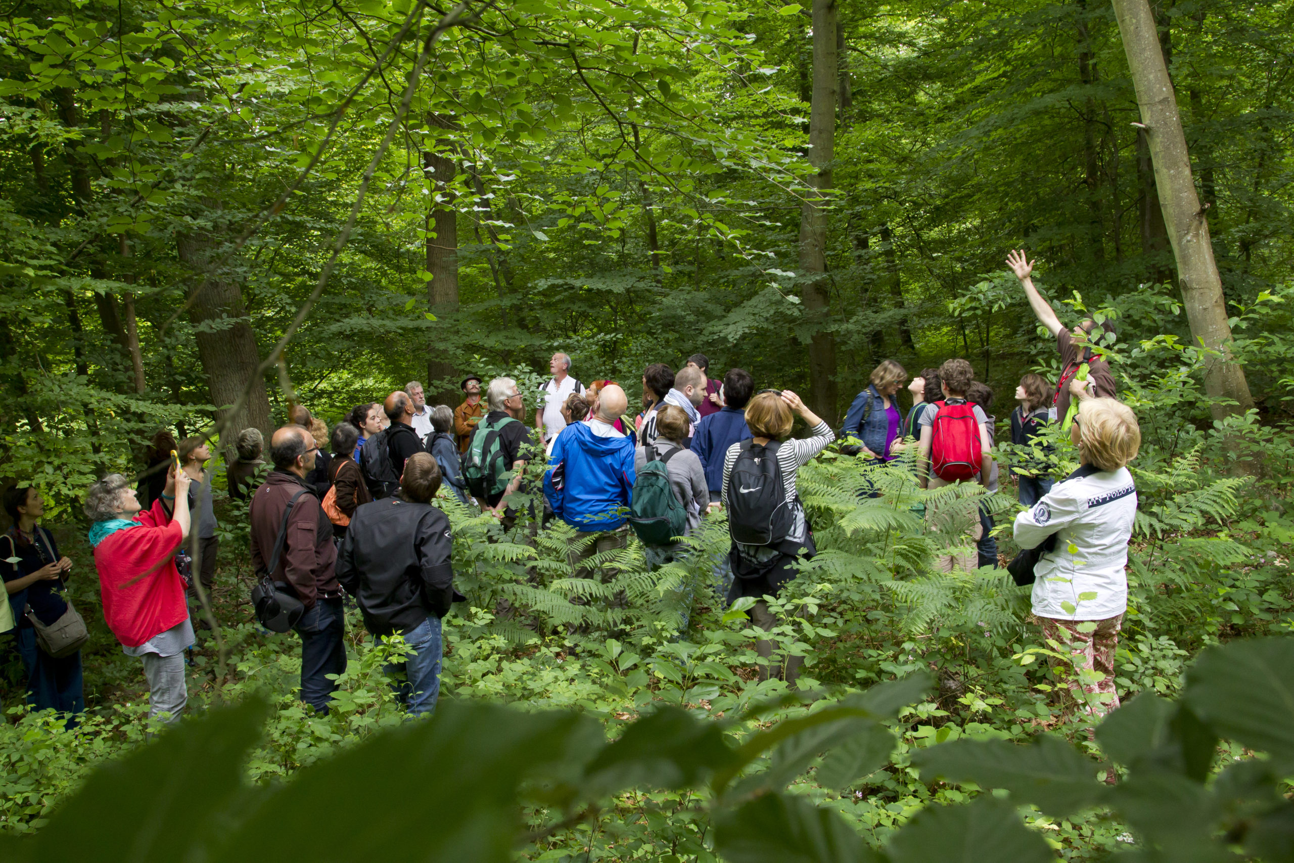 Marches en forêt - Festival Des Forêts